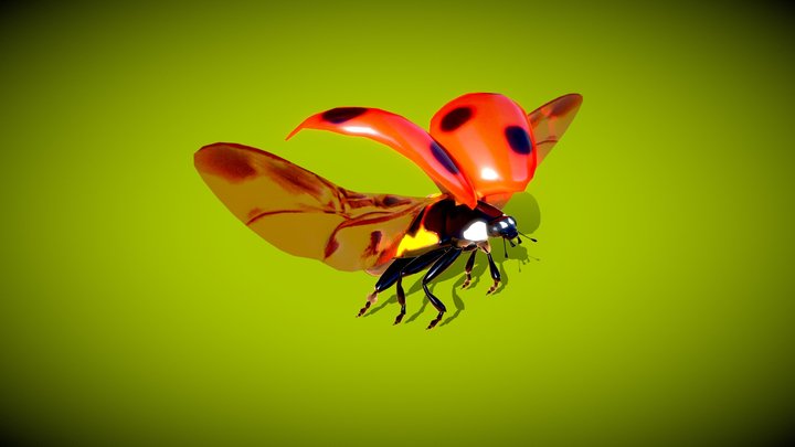 Coccinelle 3D models - Sketchfab