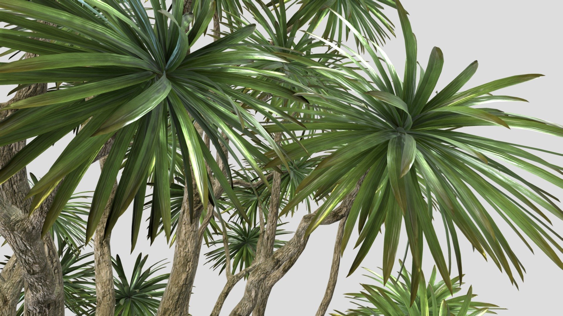 Cordyline Australis 'Red Star' (Cabbage Tree) - 3D model by Kailash H ...