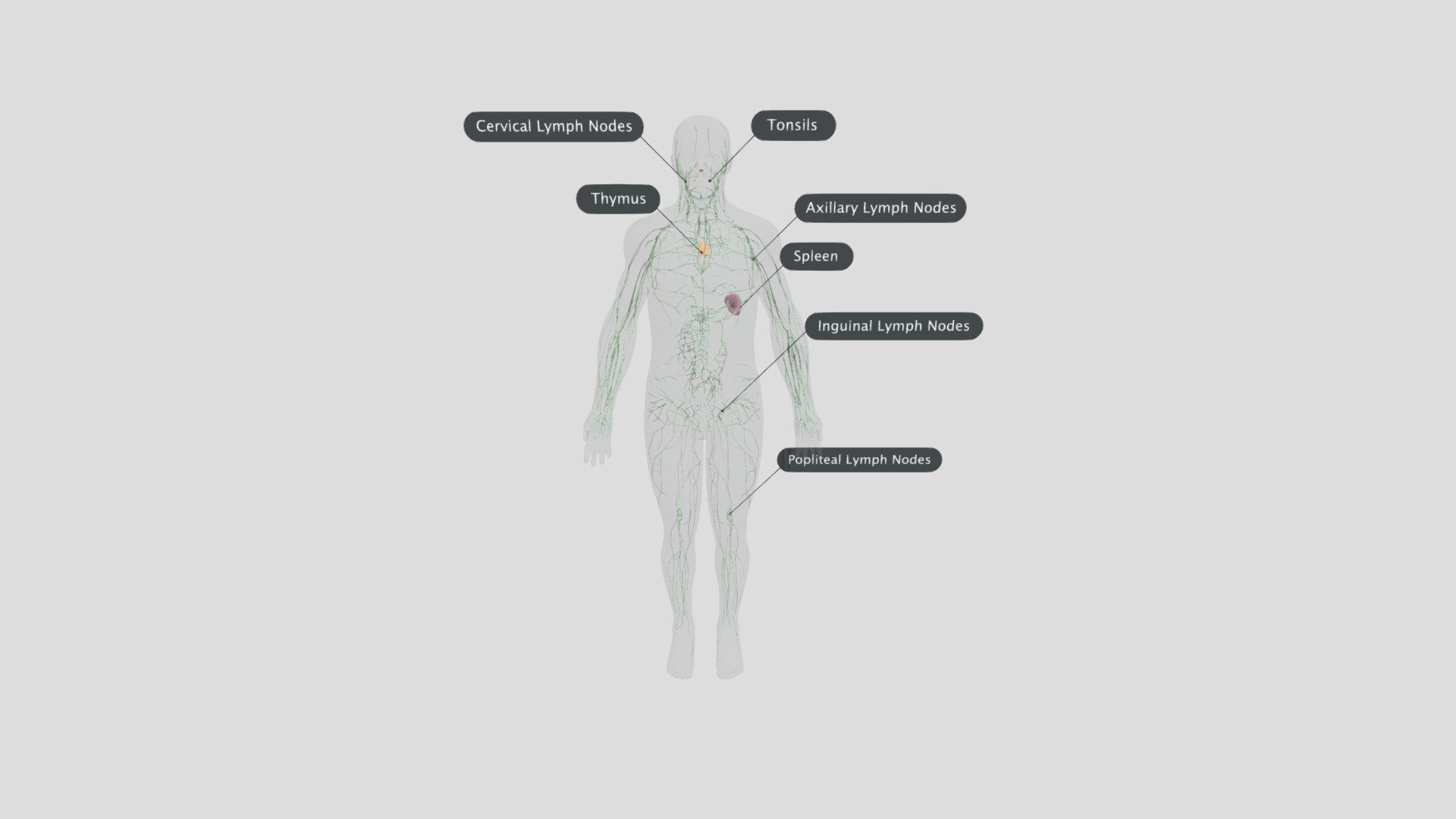 Lymphatic System - Download Free 3D model by brianj.seely [286b841 ...