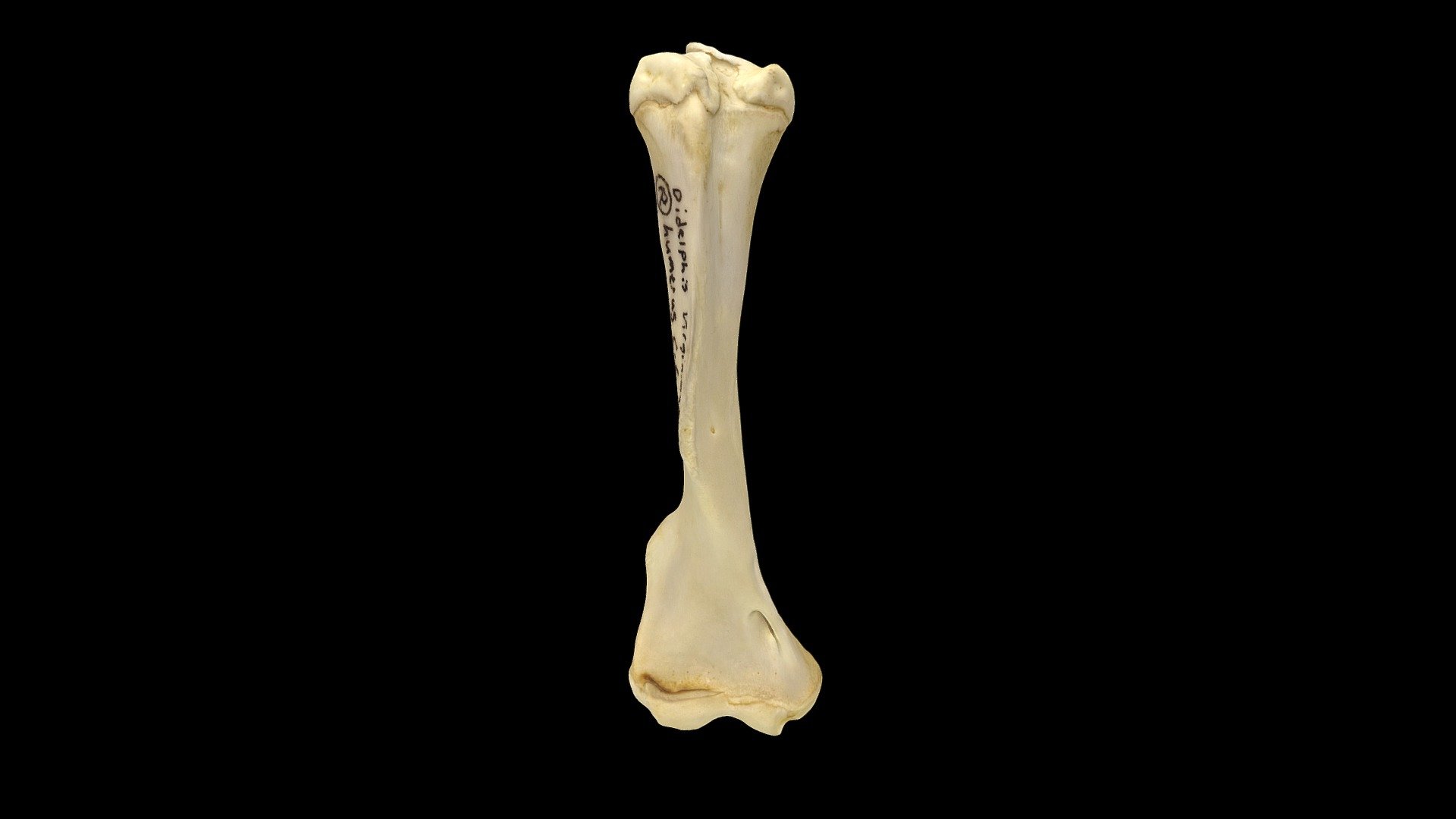 Opossum (Didelphis virginiana), Right Humerus - 3D model by UWLzooarch ...