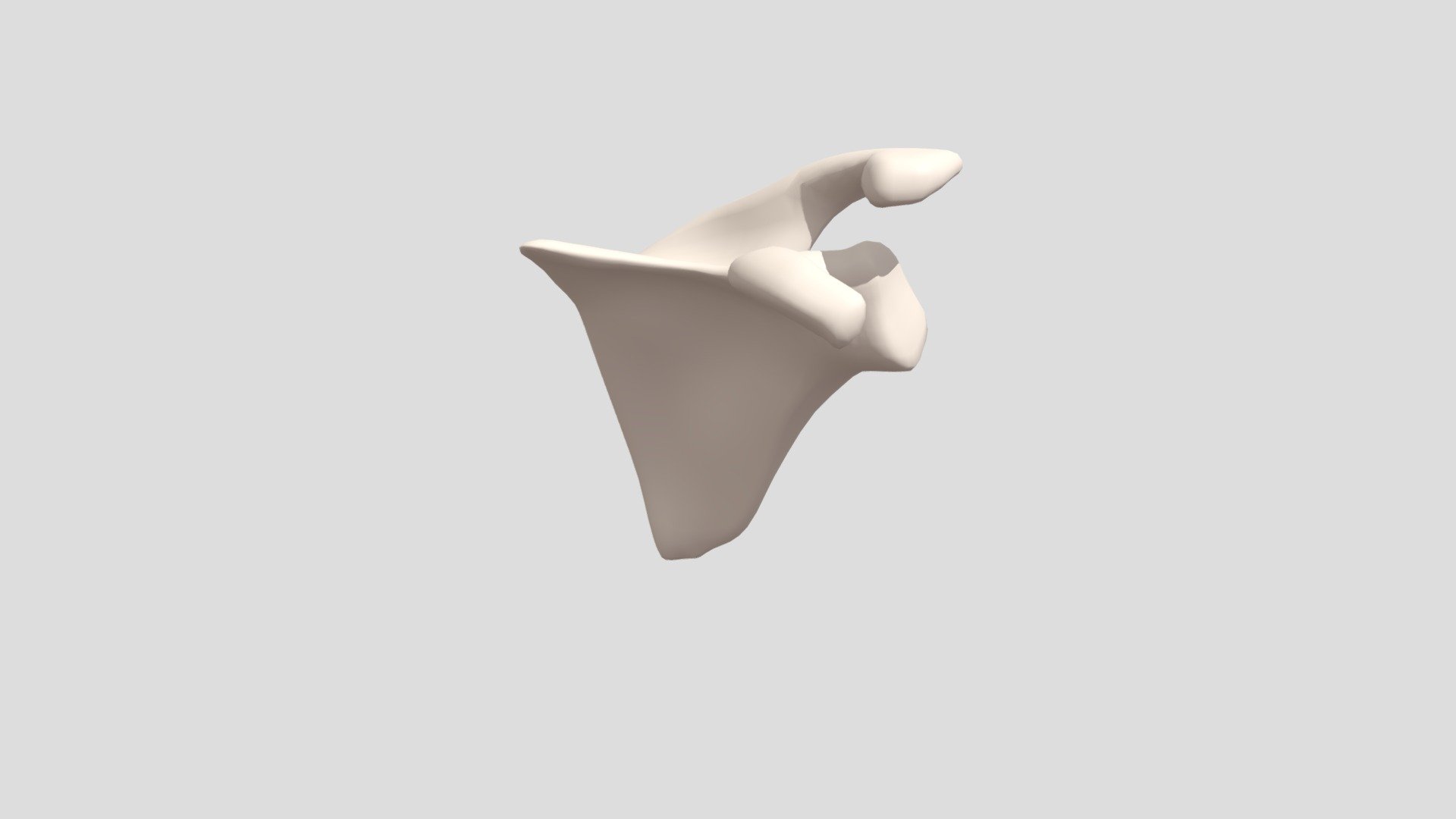 Scapula - 3D model by cmd9894 [28760dd] - Sketchfab