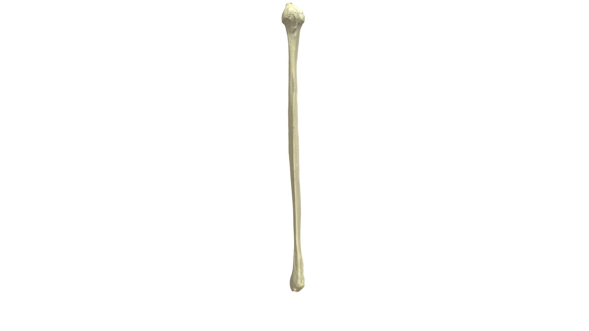 Fibula R - Diafyse - annotaties - 3D model by Universiteit Antwerpen ...