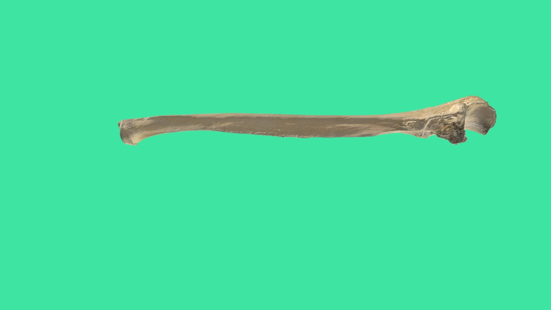 Ulna - 3D model by Institute of Anatomy Rostock (@Alexander.Hawlitschka ...