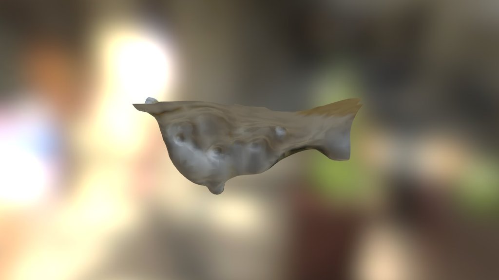 Scan 3 halosaur - 3D model by aberdeenmarinestudents [287e626] - Sketchfab