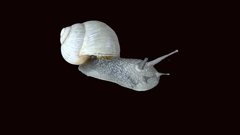 The Blaschka Marine Invertebrates - A 3D model collection by ARC-3D ...