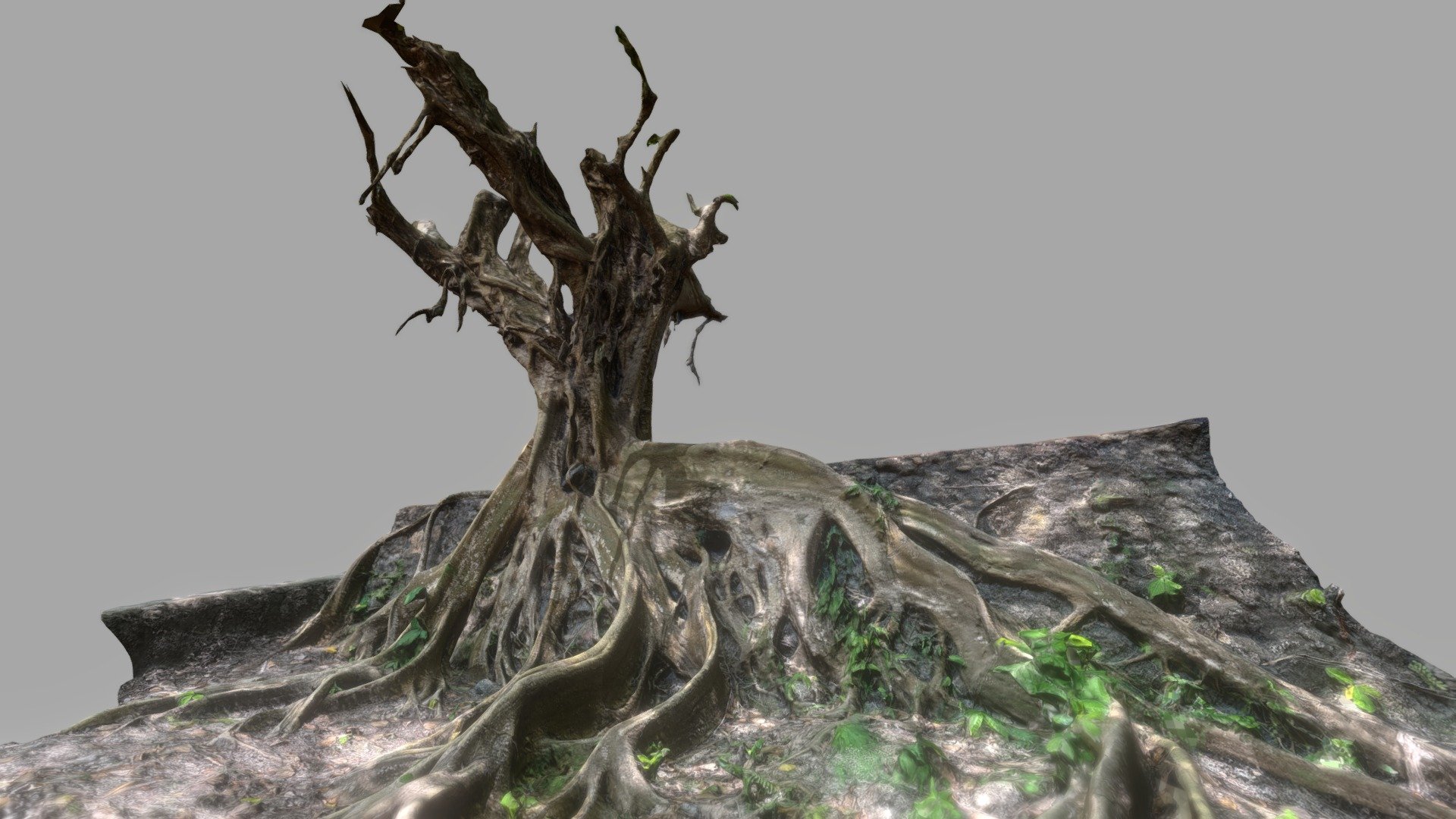 Monumental tree Geger beach - 3D model by VERGULT XYZ (@kamixyz ...