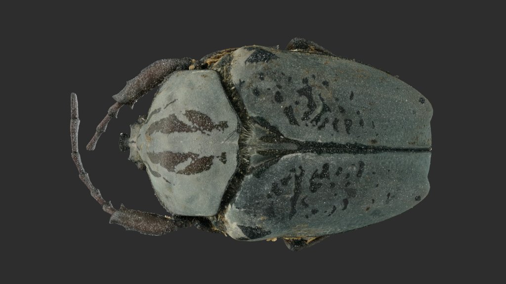 wowowowow - A 3D model collection by Mapwei - Sketchfab