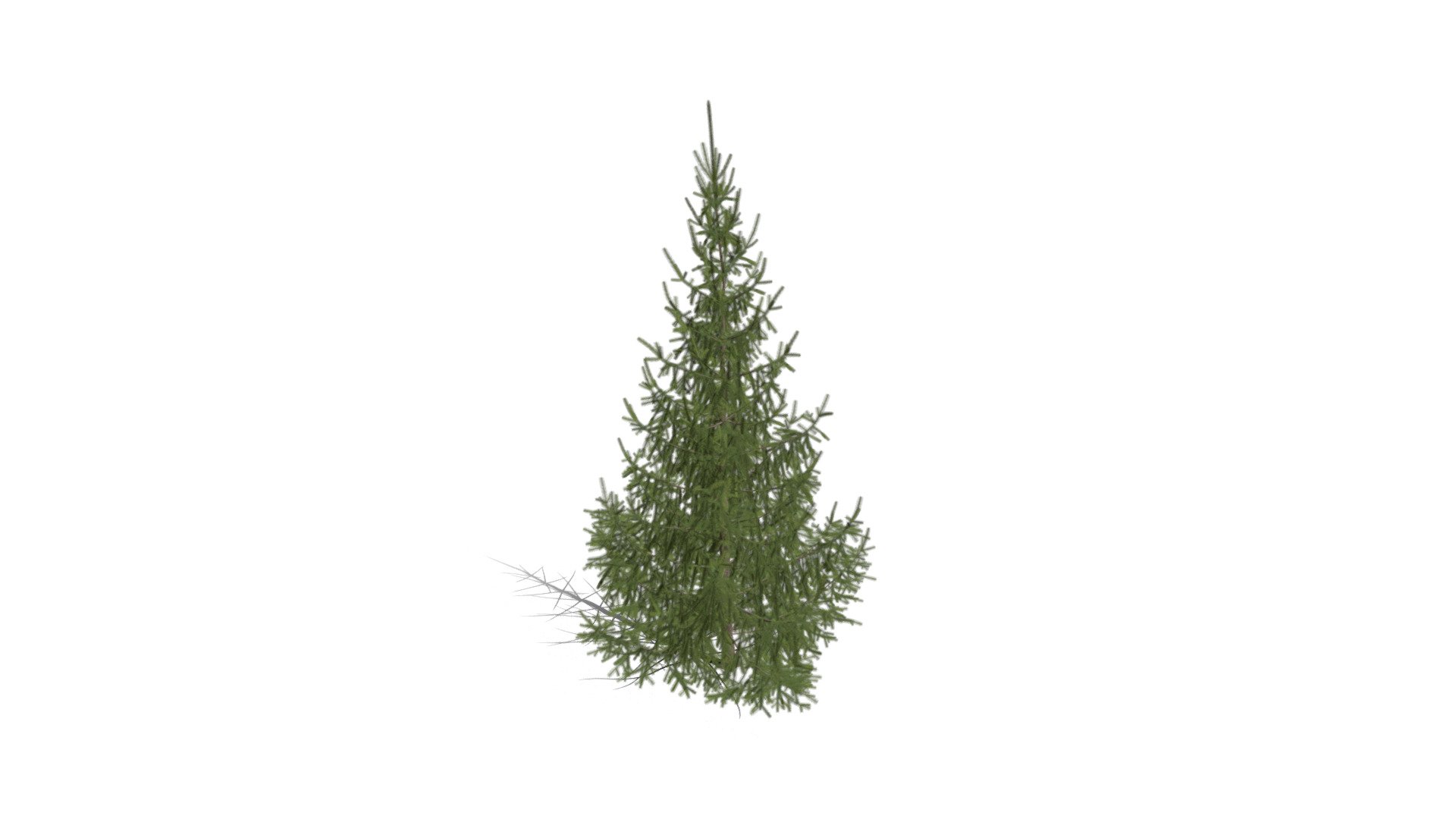 Realistic HD Norway spruce (7/43) - Download Free 3D model by ...