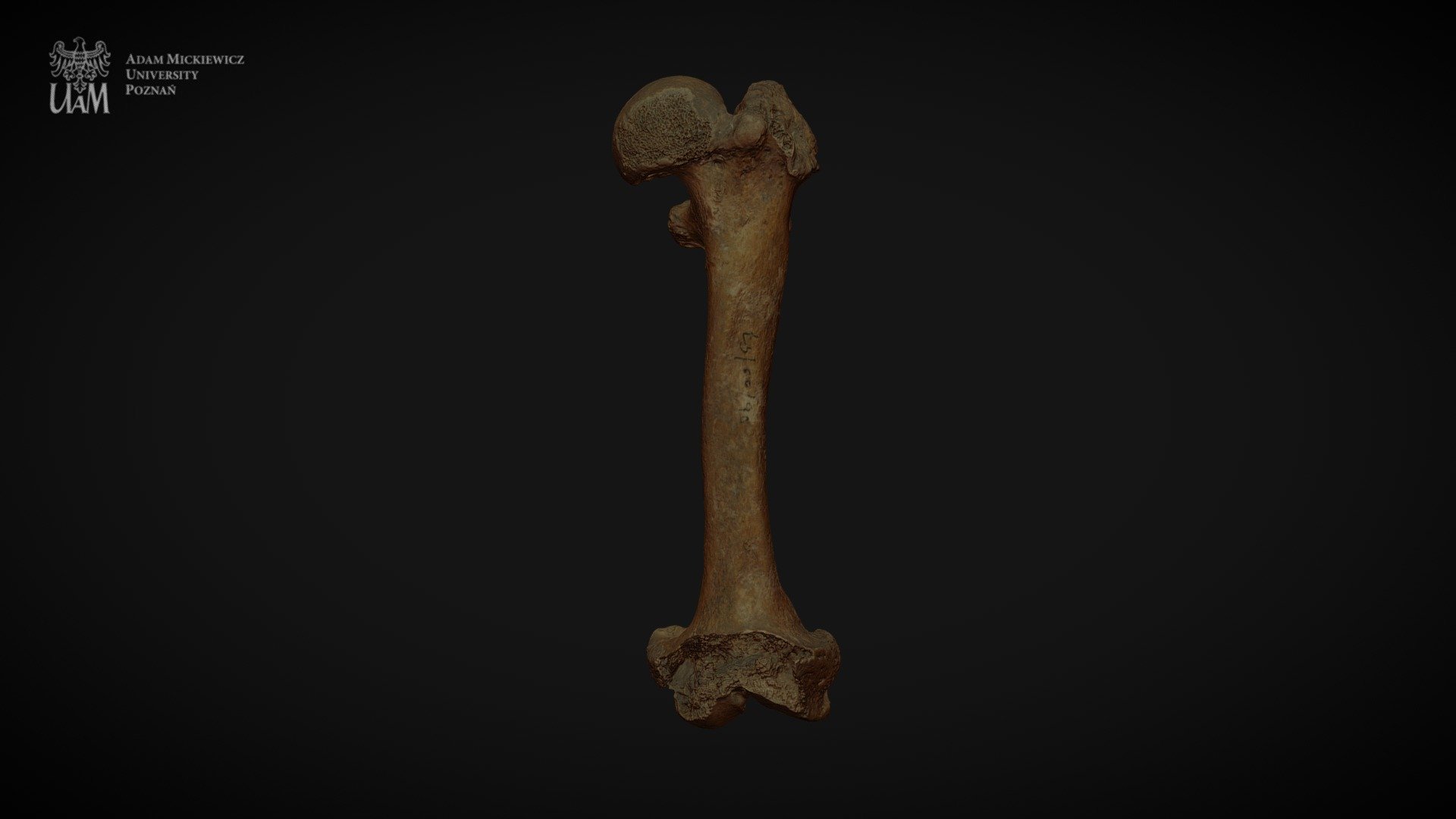 Achondroplastic dwarf - left femur - 3D model by AMU Human Evolutionary ...