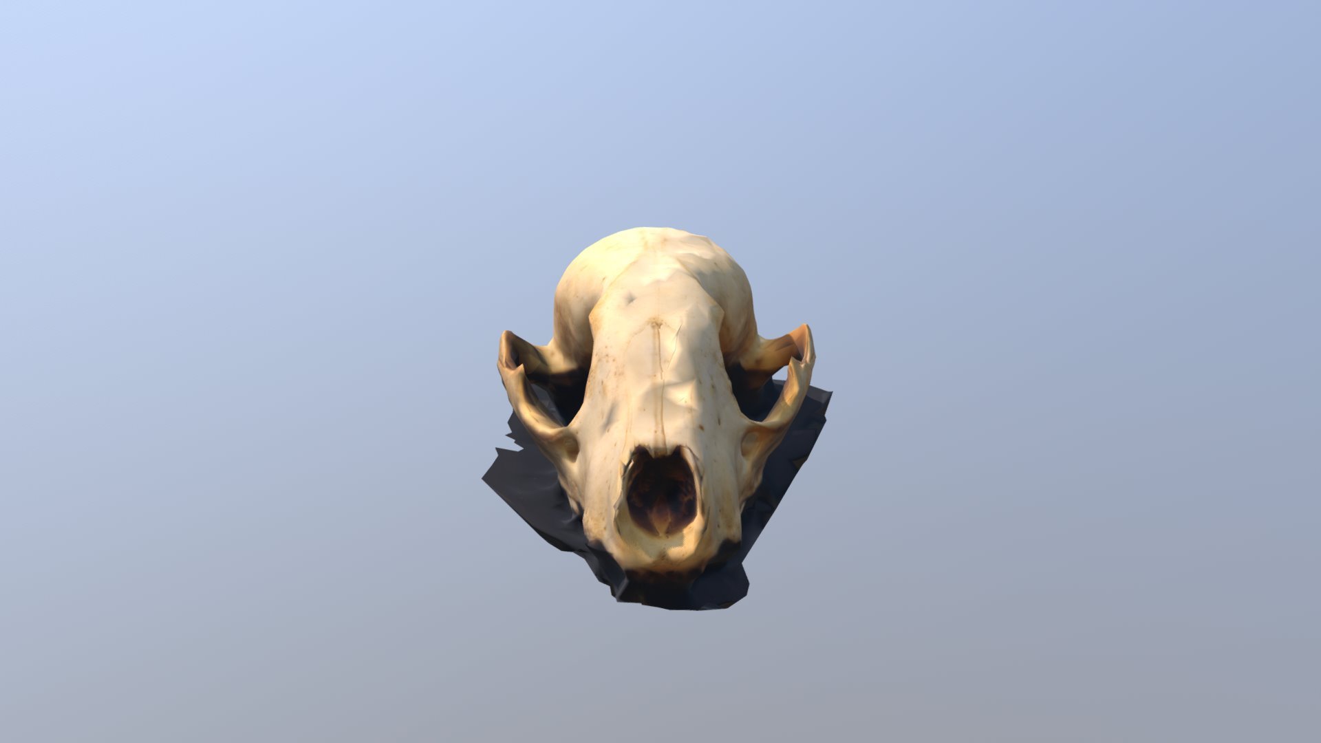 Rodent Skull - 3D model by Fort Worth Museum of Science and History ...