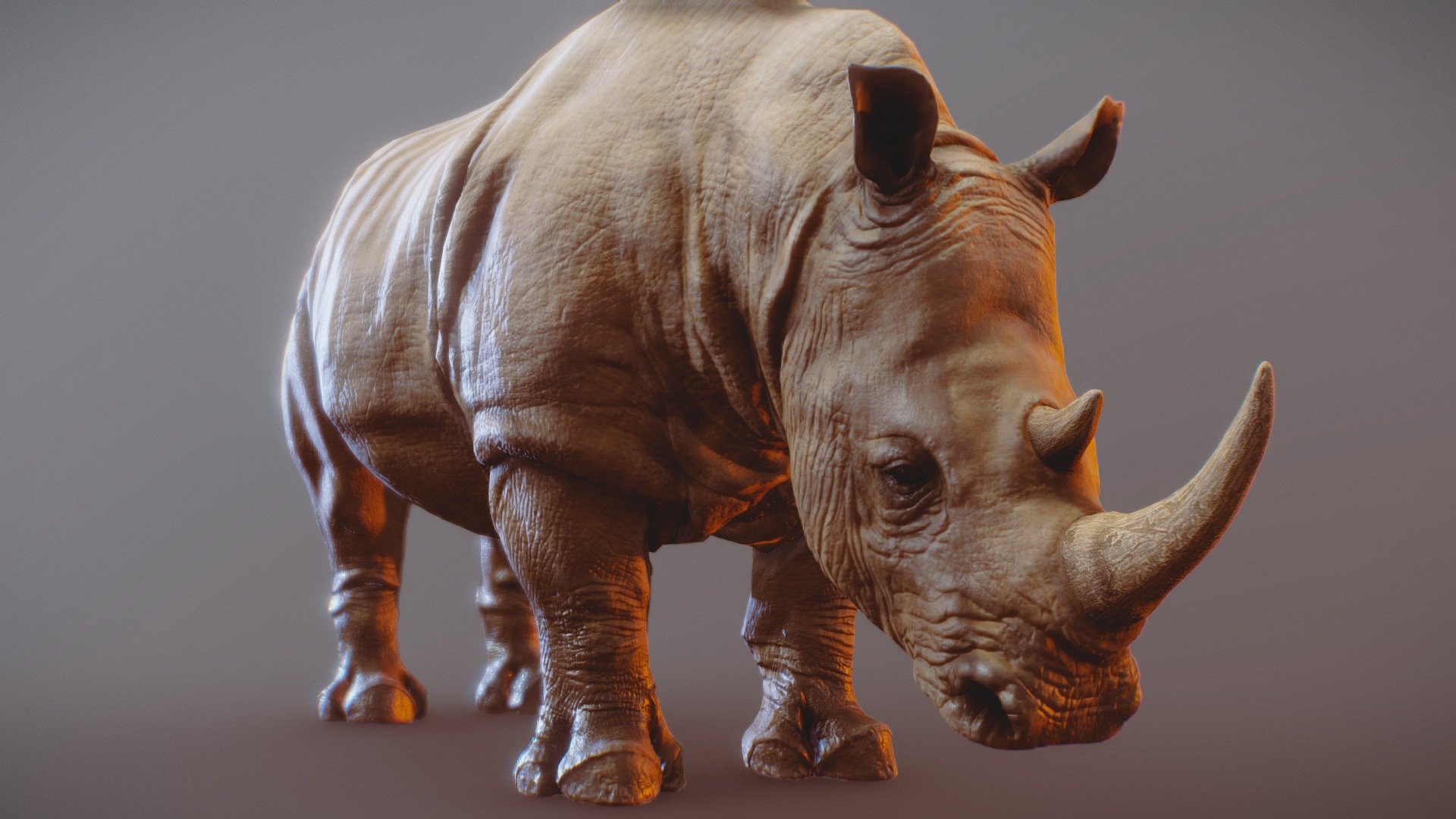 Rhino - 3D model by Tyron (@Omty) [2892f1c] - Sketchfab