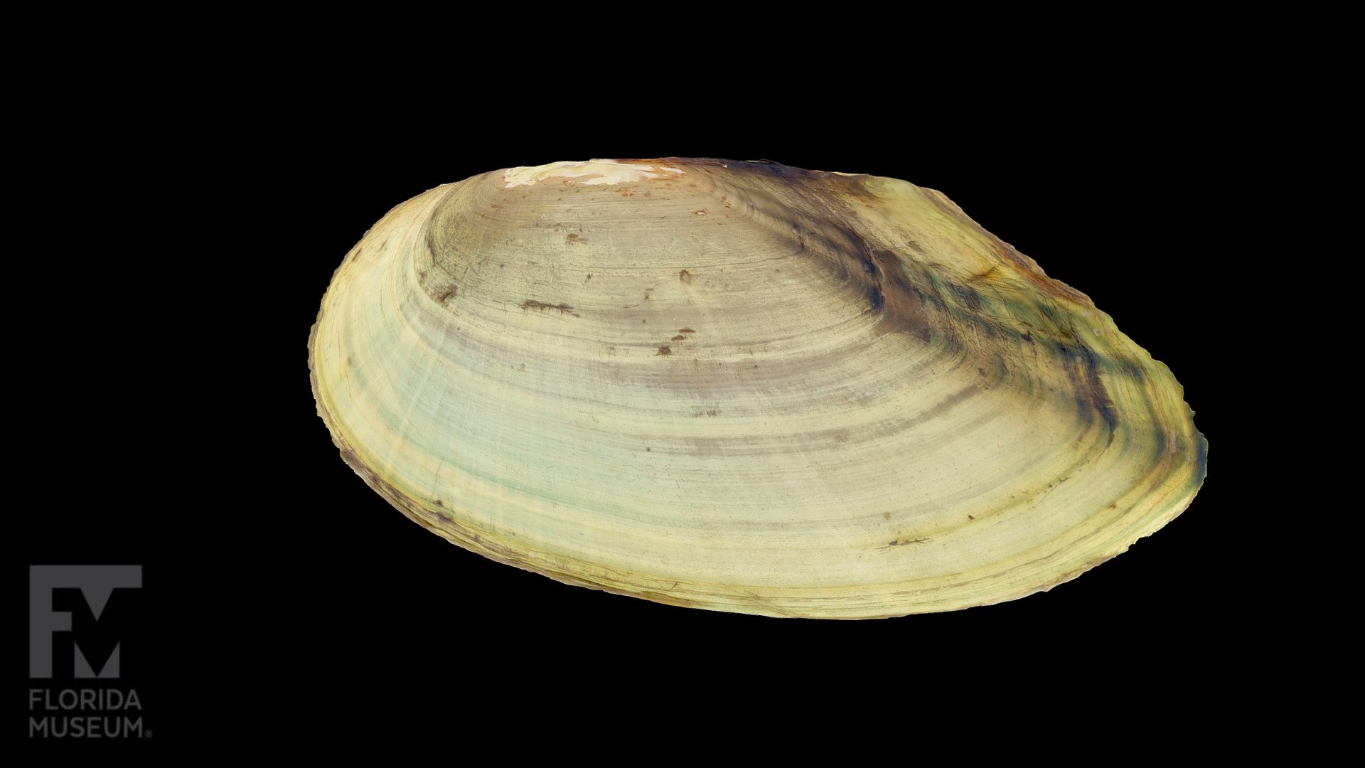 Paper pondshell - Freshwater Mussel - 3D model by FloridaMuseum ...