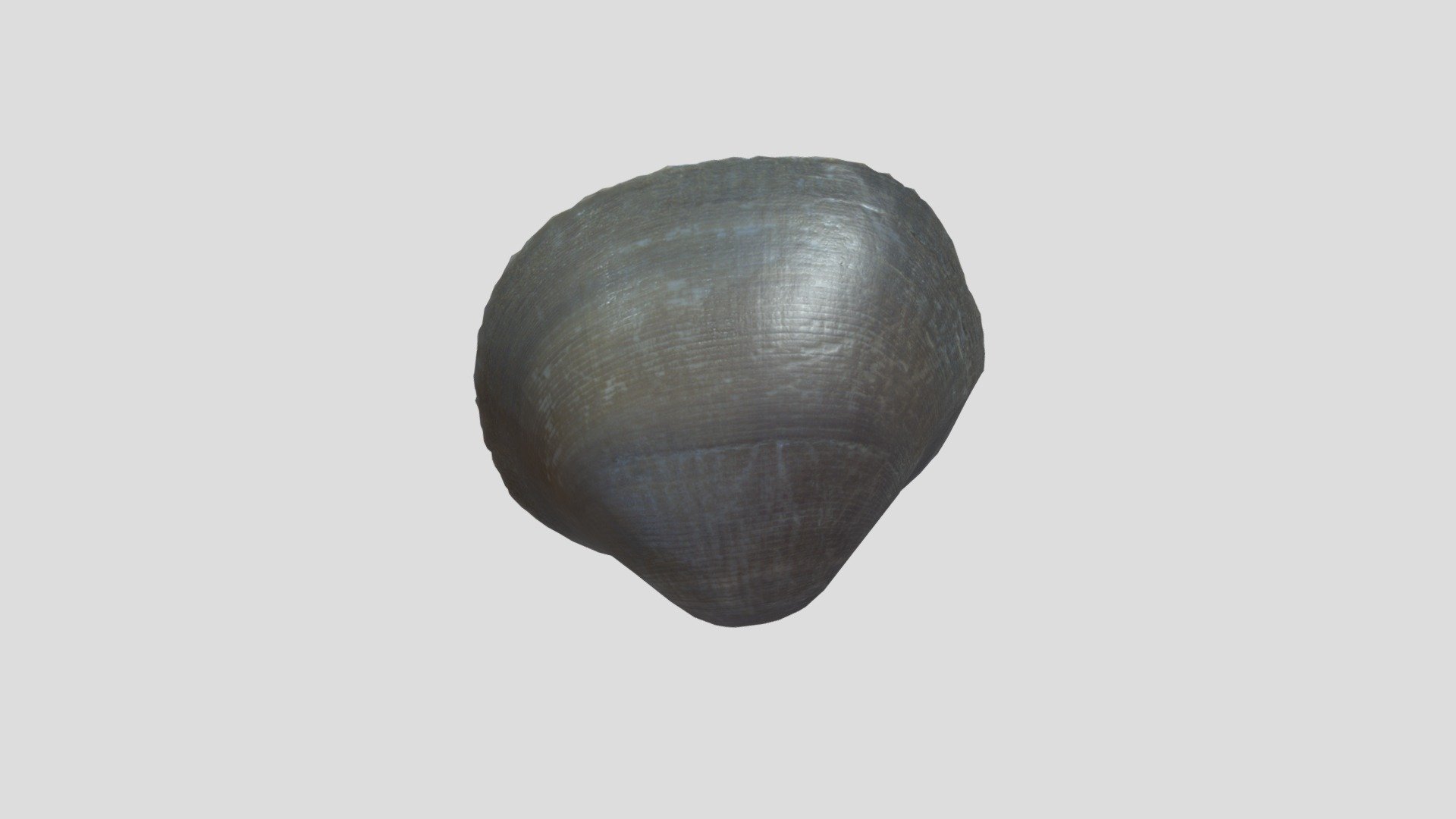 Seashell_9 - Buy Royalty Free 3D model by GeneSalad [28957bf ...