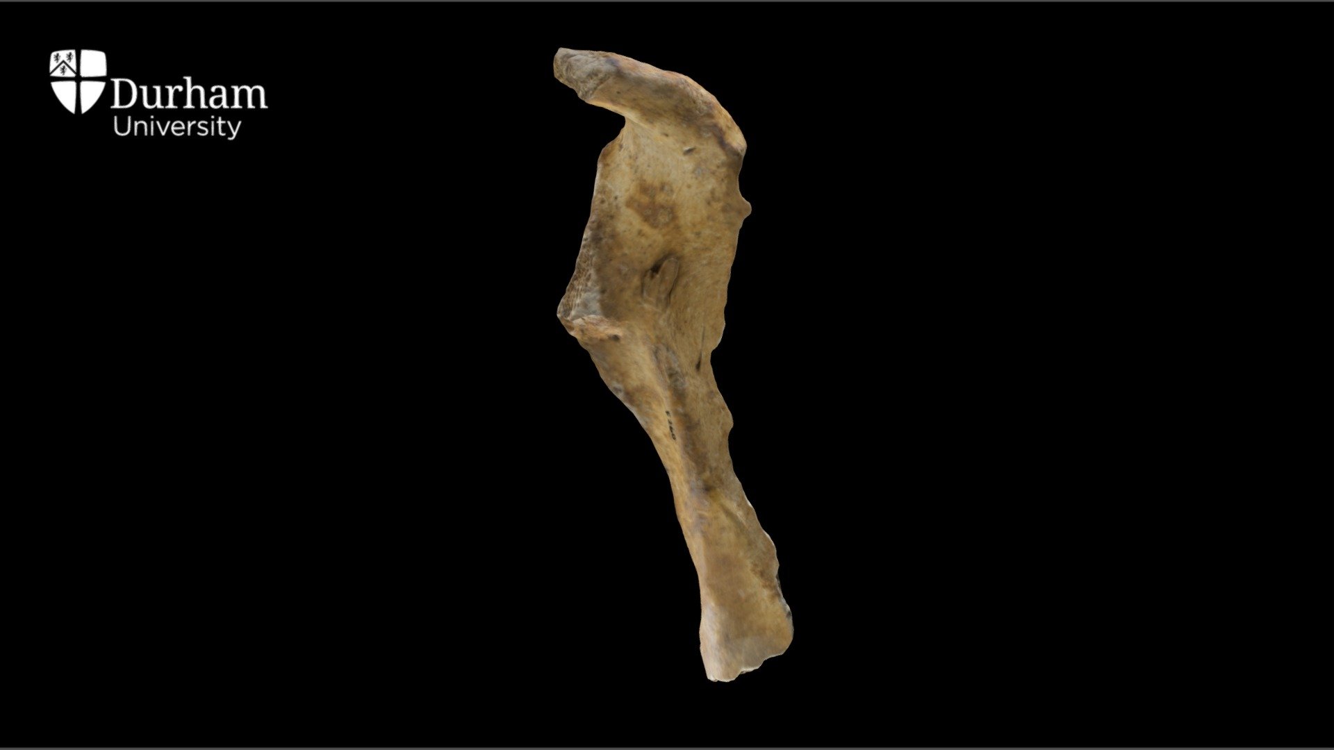 Scapula - 3D model by Durham Archaeology (@DurhamArchaeology) [2895944 ...