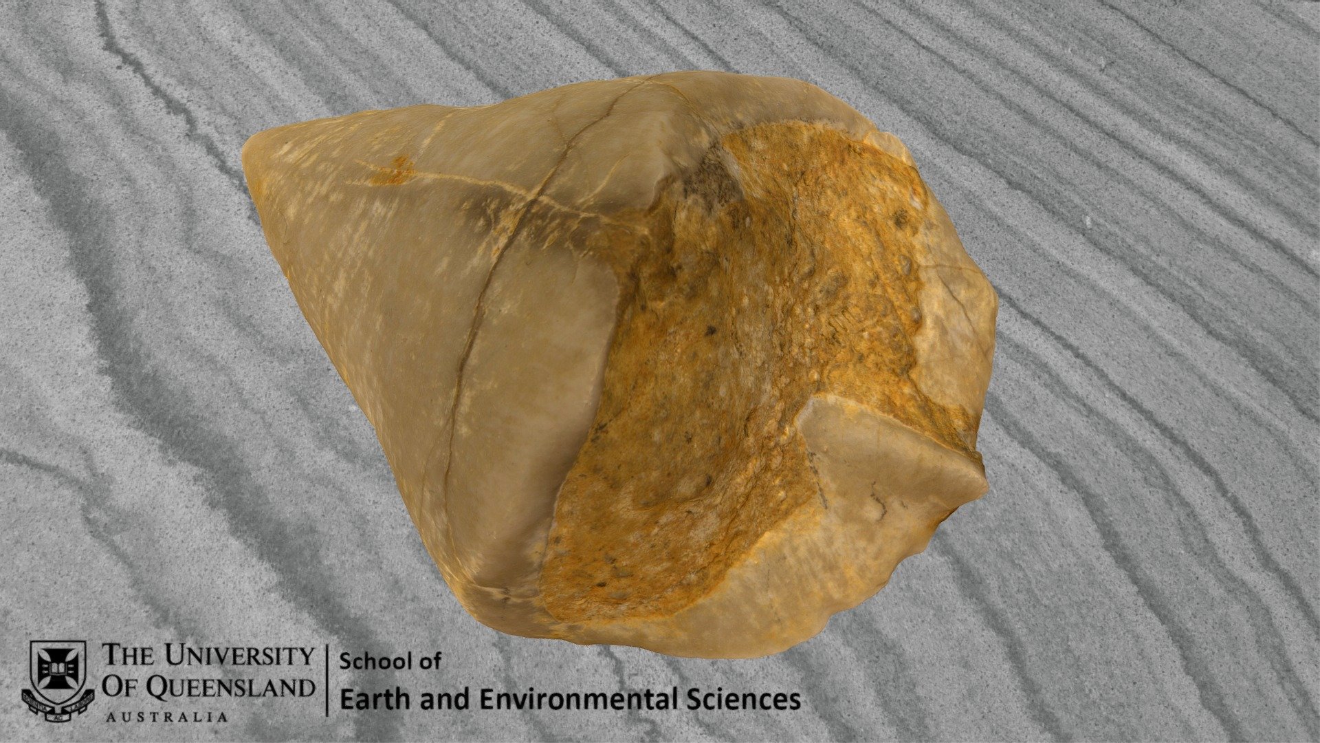 Calceola Sandalina (Slipper Coral) - 3D model by nate_siddle (@nate_sid ...