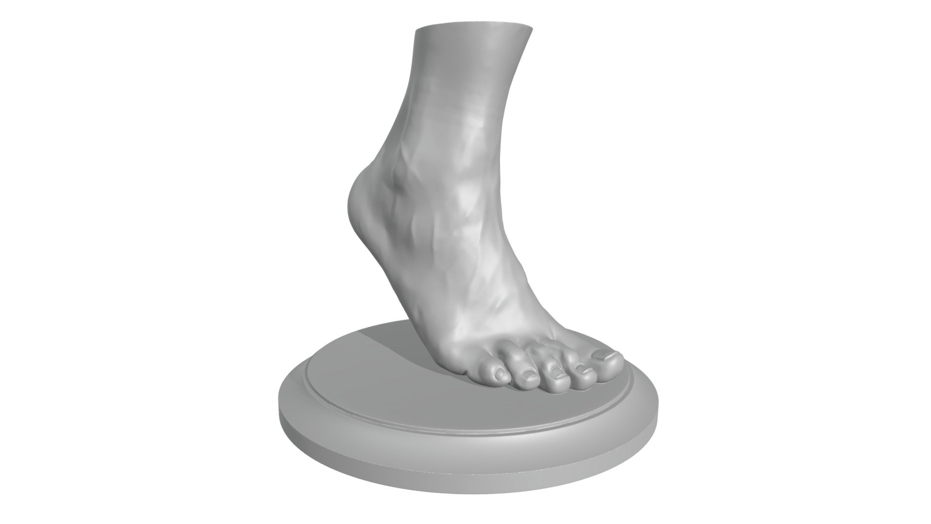 Feet - Foot - Paw - Buy Royalty Free 3D model by Anima artist's pieces (@animaartistspieces ...