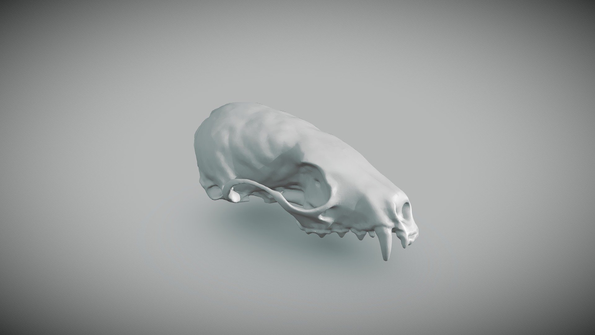 Череп. Соболь. Martes zibellina. Sable. - Download Free 3D model by ...
