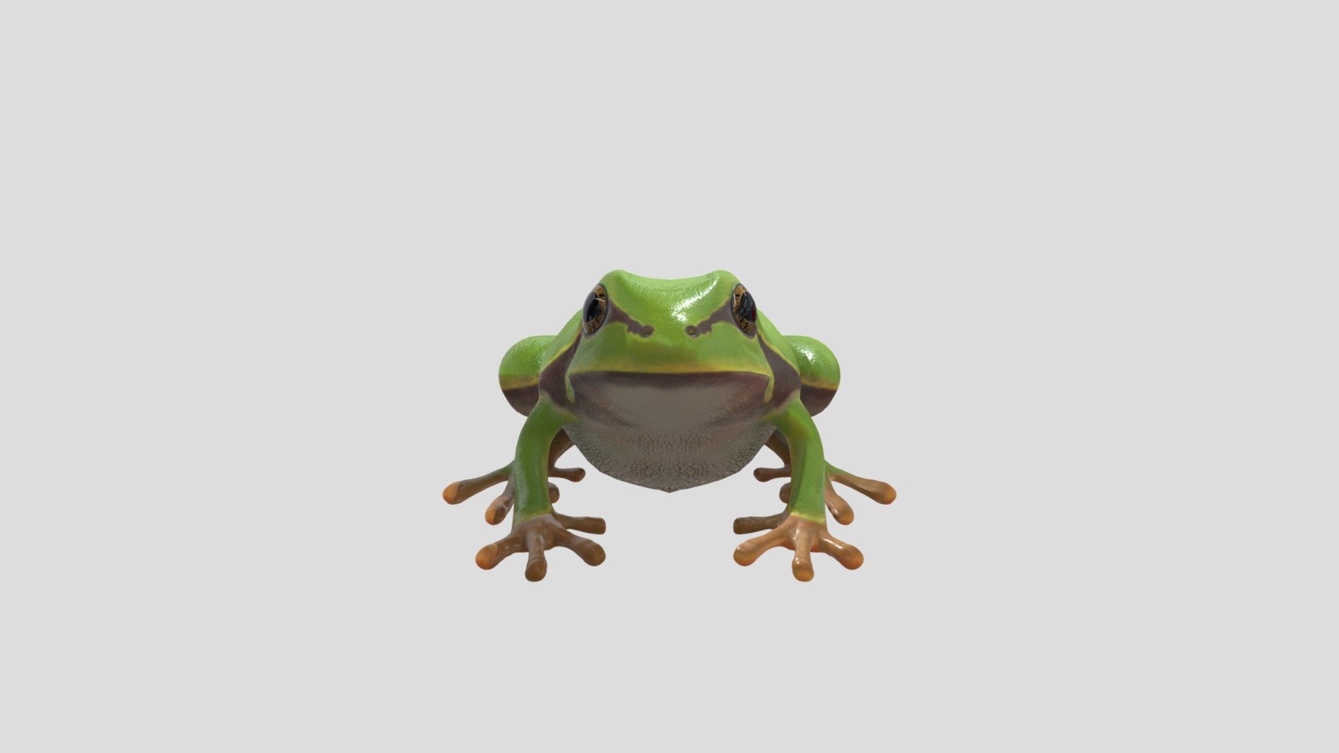 Frog - Download Free 3D model by Jorge.Franco.Pena [28aa10f] - Sketchfab