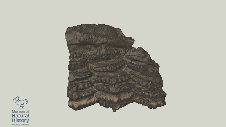 Palate 3D models - Sketchfab