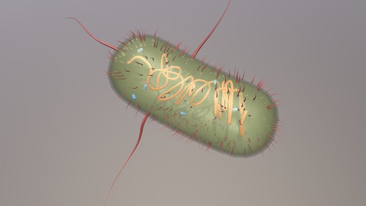 Bacteria 3D models - Sketchfab