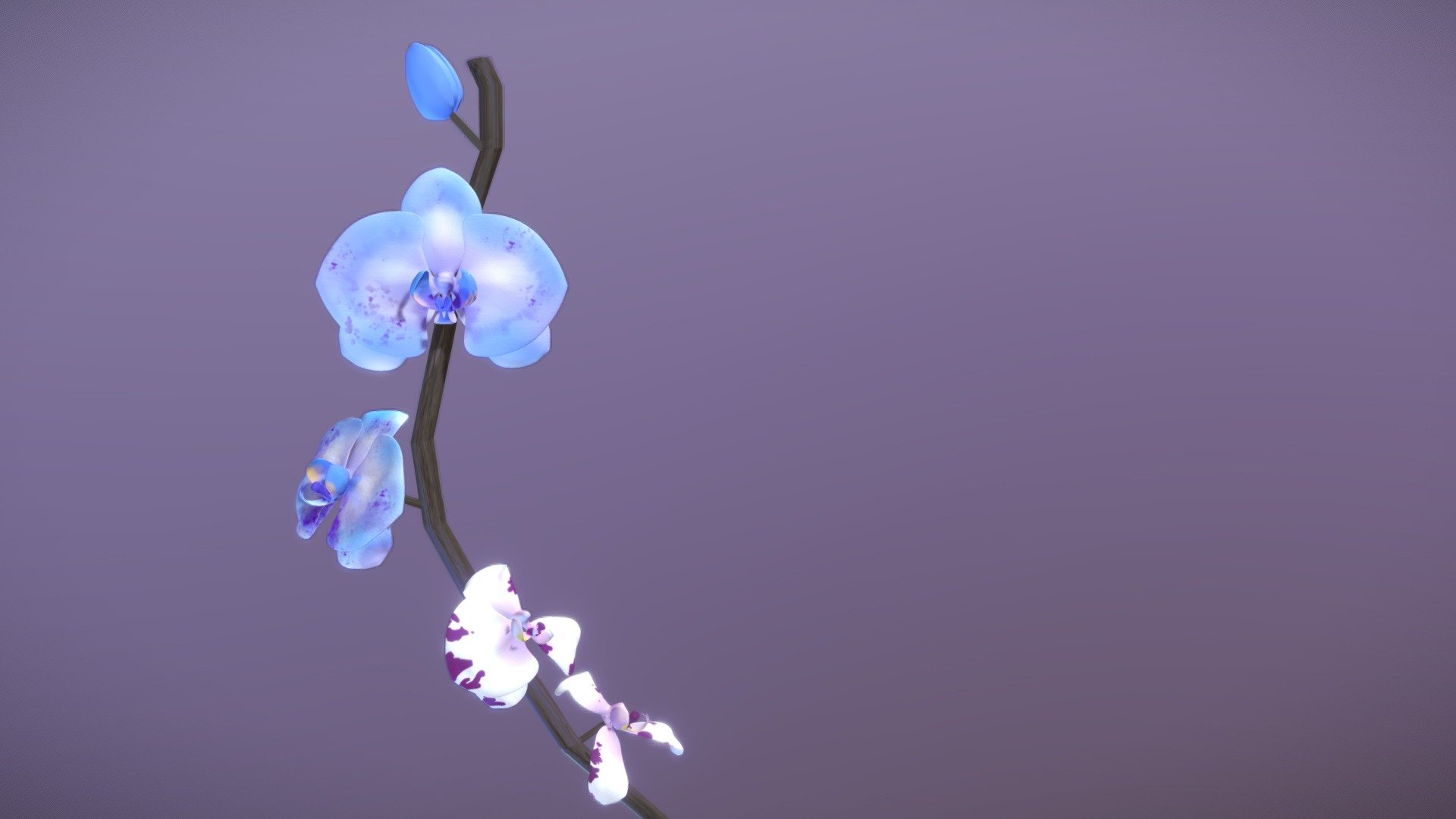 Orchid with vessel - 3D model by PaprikaChen [28ade80] - Sketchfab