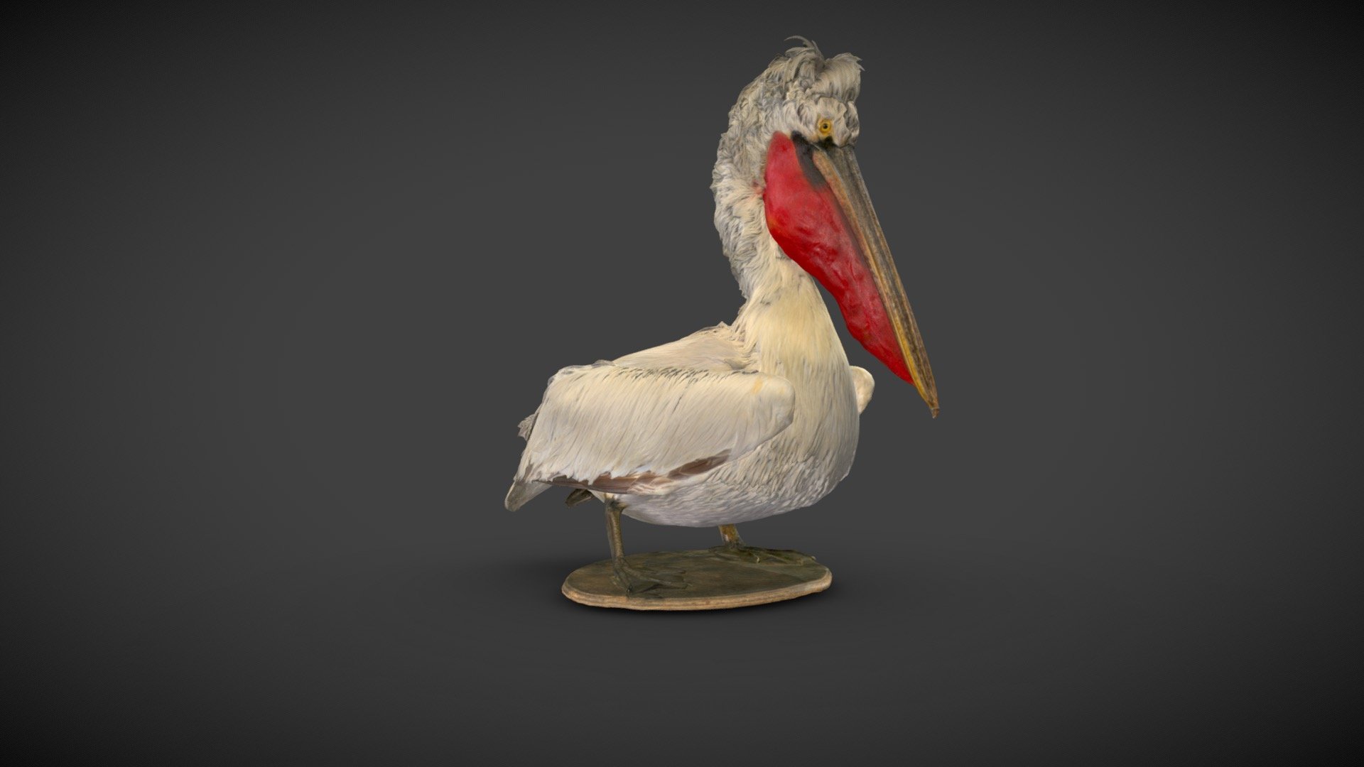 Pelican creț - 3D model by Institutul Național al Patrimoniului (@cimec ...