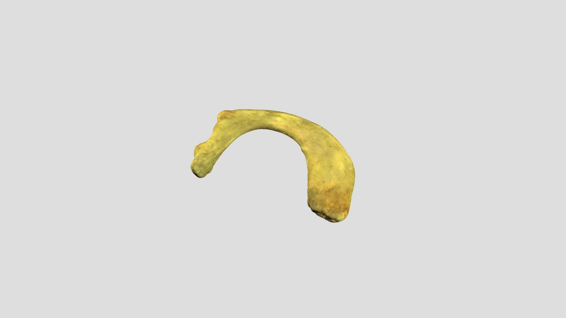 Costa prima dextra - 3D model by kucharm [28af65f] - Sketchfab