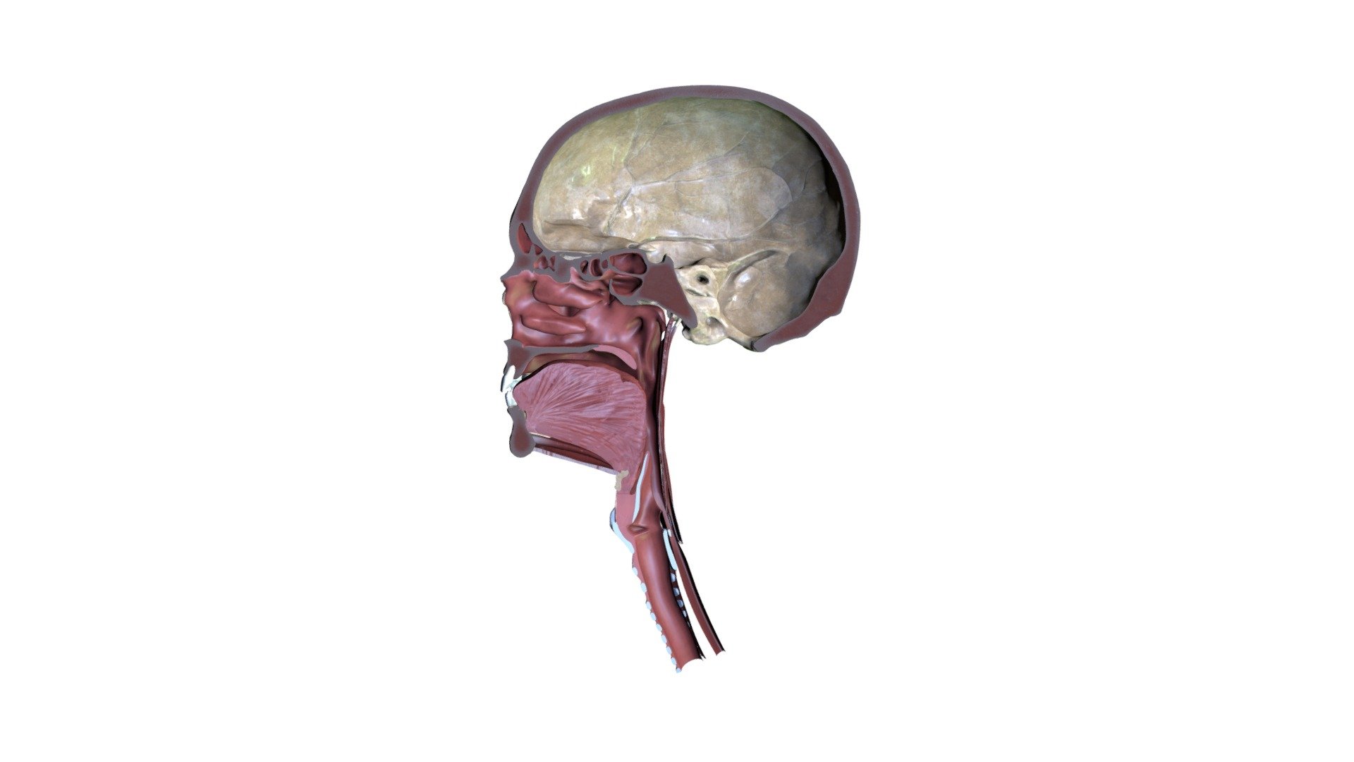 Rīkle/barības vads - 3D model by Anatomy Next (@a4s) [28b2bac] - Sketchfab