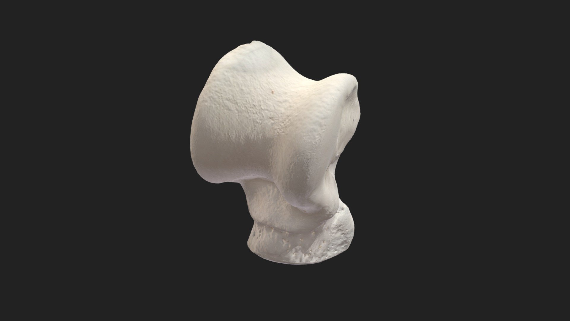 talus (talus) dog - Download Free 3D model by vetanatMunich [28b892d ...