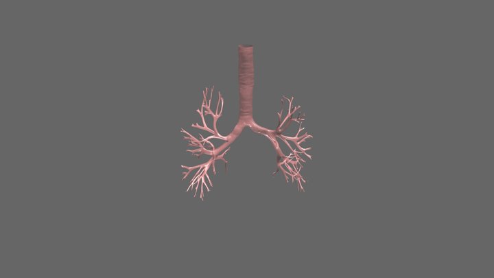 Lungs 3D models - Sketchfab