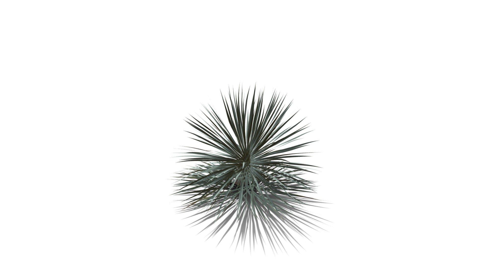 Realistic HD Beaked yucca (21/30) - Buy Royalty Free 3D model by ...