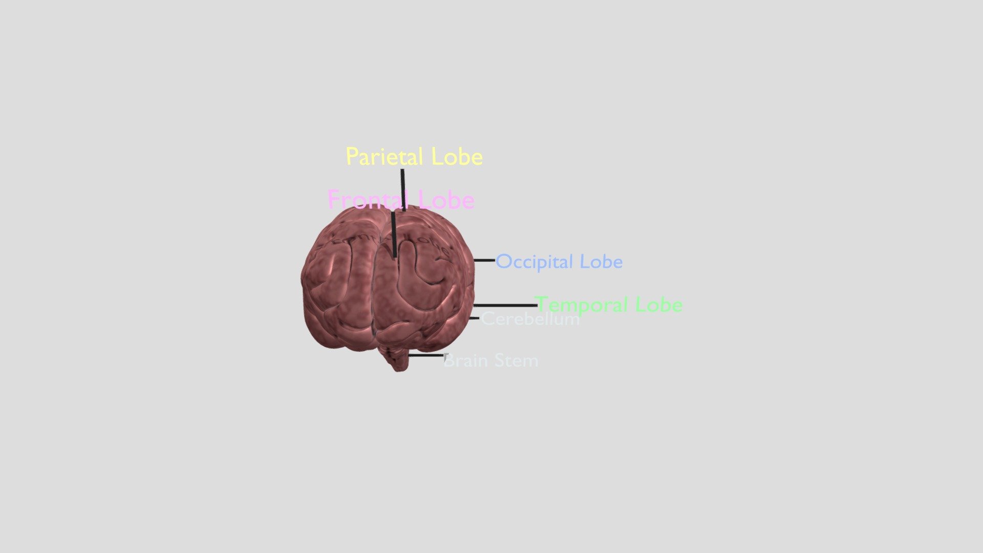 Brain - with labeled parts - Download Free 3D model by AbdulMuhaymin ...