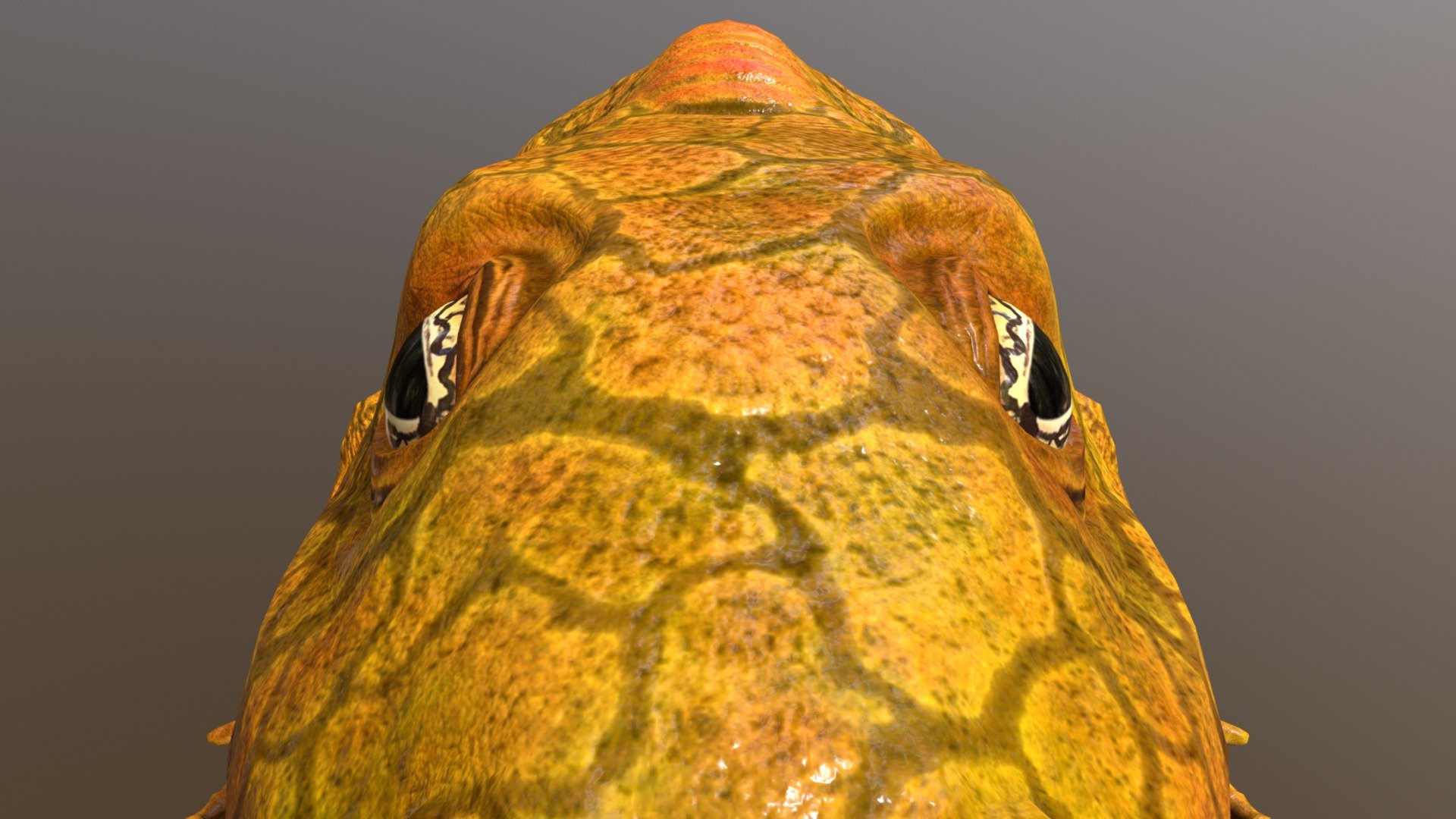 Cacops - 3D model by anthodon [28eb4a6] - Sketchfab