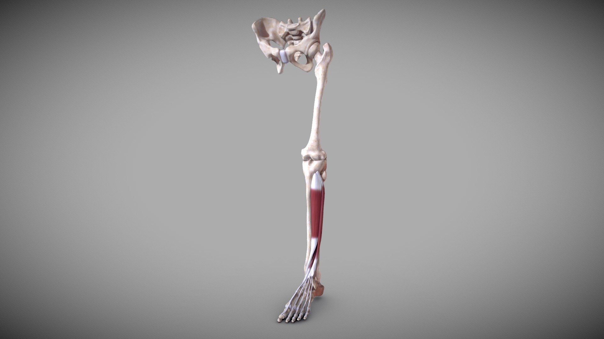 Leg anterior muscles - Buy Royalty Free 3D model by Ebers [28f28c3 ...