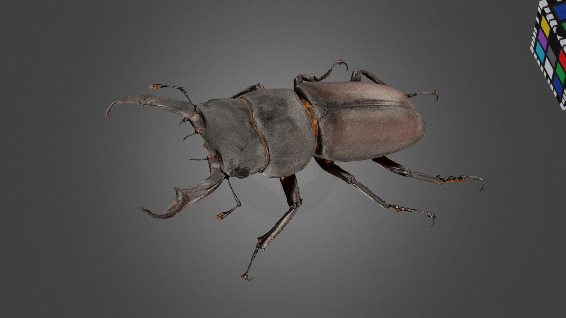 コクワガタ ♂L Little Stag Beetle, Dorcus rectus - Download Free 3D model by ...