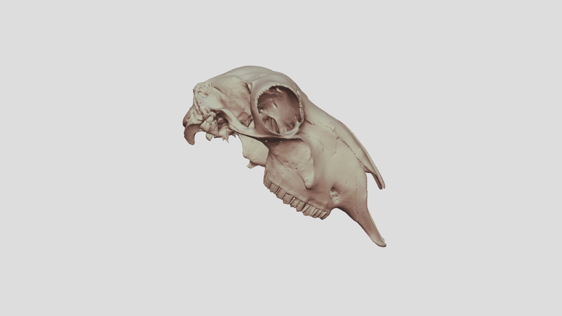 Sheep Skull - 3D model by Dr Ewan Chipping (@DrEChipping) [28f66bb ...