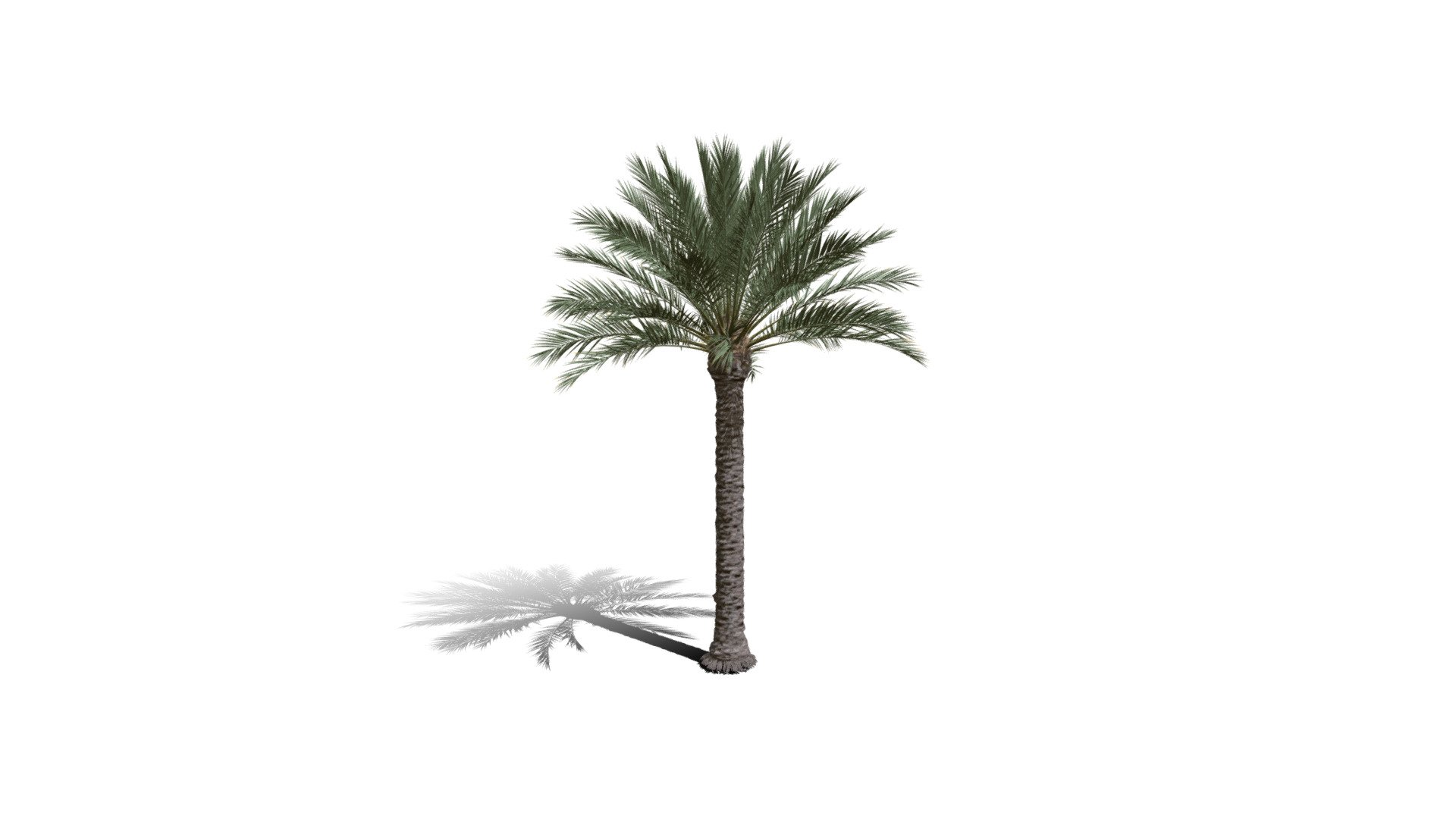 Realistic HD Date palm (12/78) - Download Free 3D model by PlantCatalog ...