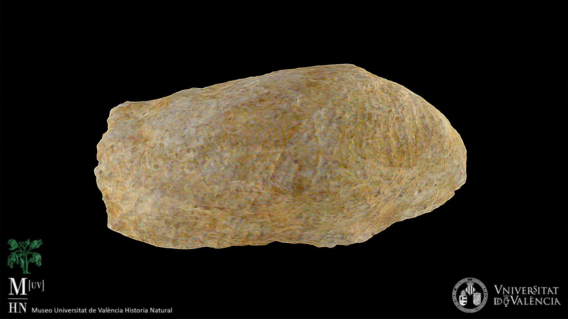 Fossil bivalve (Panopea sp.) - Download Free 3D model by Museo [UV ...