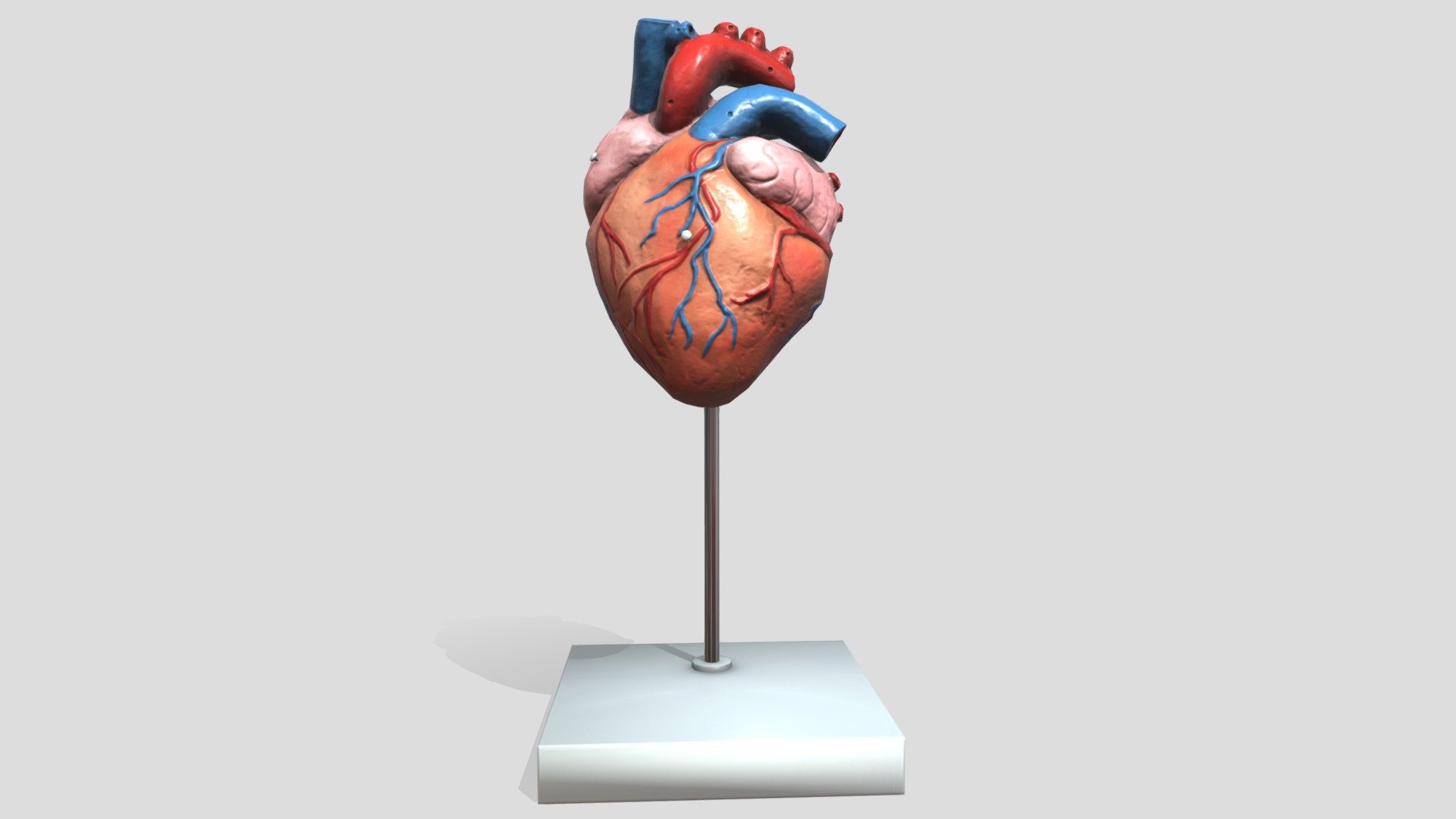 Heart model - Buy Royalty Free 3D model by digikstudio [29058c9 ...