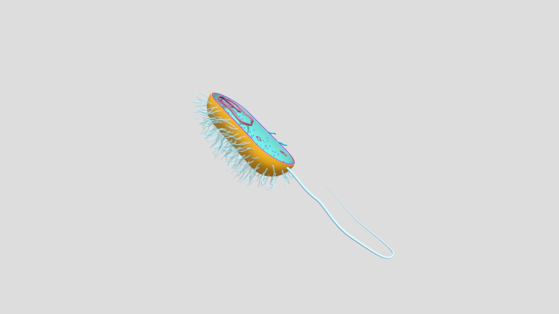EVE3D - Célula Procariota - 3D model by luvelezh [29073bd] - Sketchfab