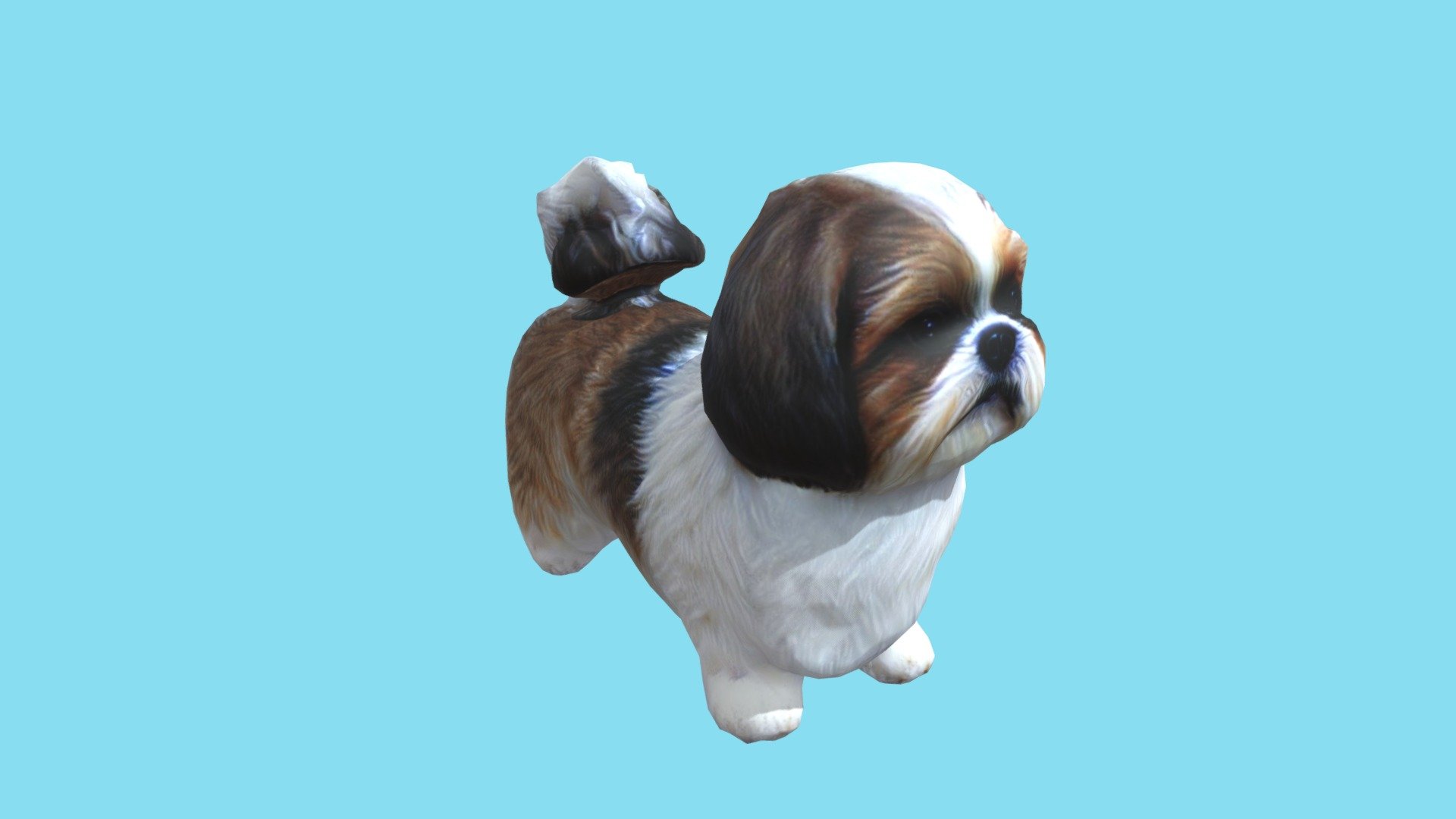 Shih Tzu - Download Free 3D model by vicente betoret ferrero (@deathcow ...