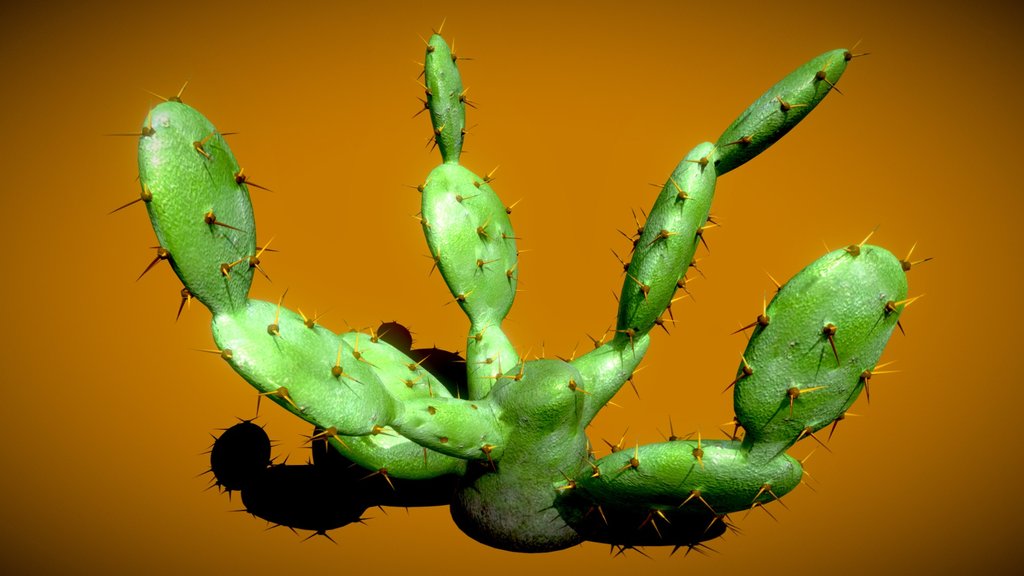 Cactus - A 3D model collection by xiaoxiaoyu (@1xiaoxiaoyu) - Sketchfab