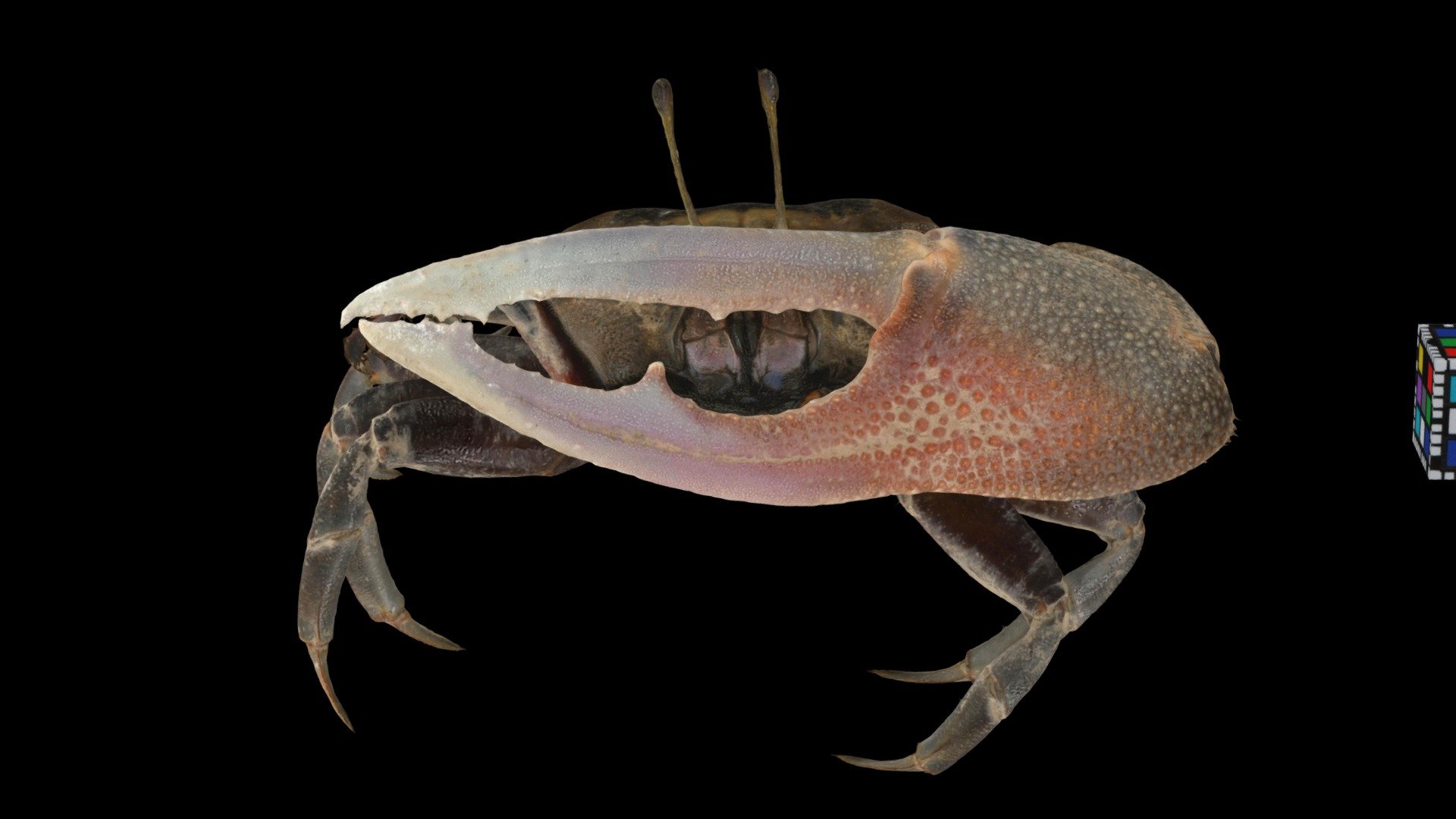 シオマネキ ♂ Bowed Fiddler Crab, Tubuca arcuata - Download Free 3D model by ...