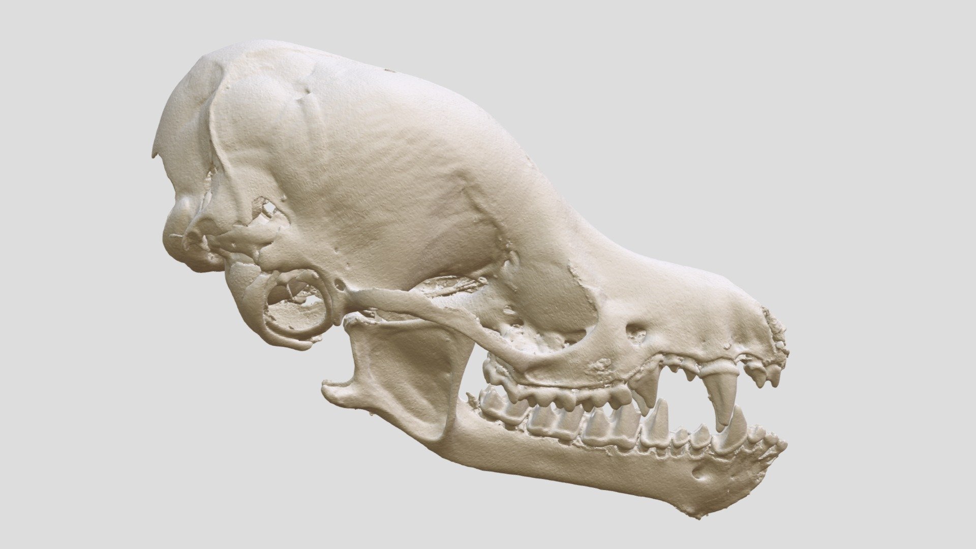 Myotis levis (FMNH:Mamm:145327) - 3D model by Biodiversity [291a985 ...