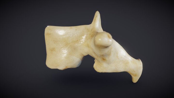 Transverse 3D models - Sketchfab