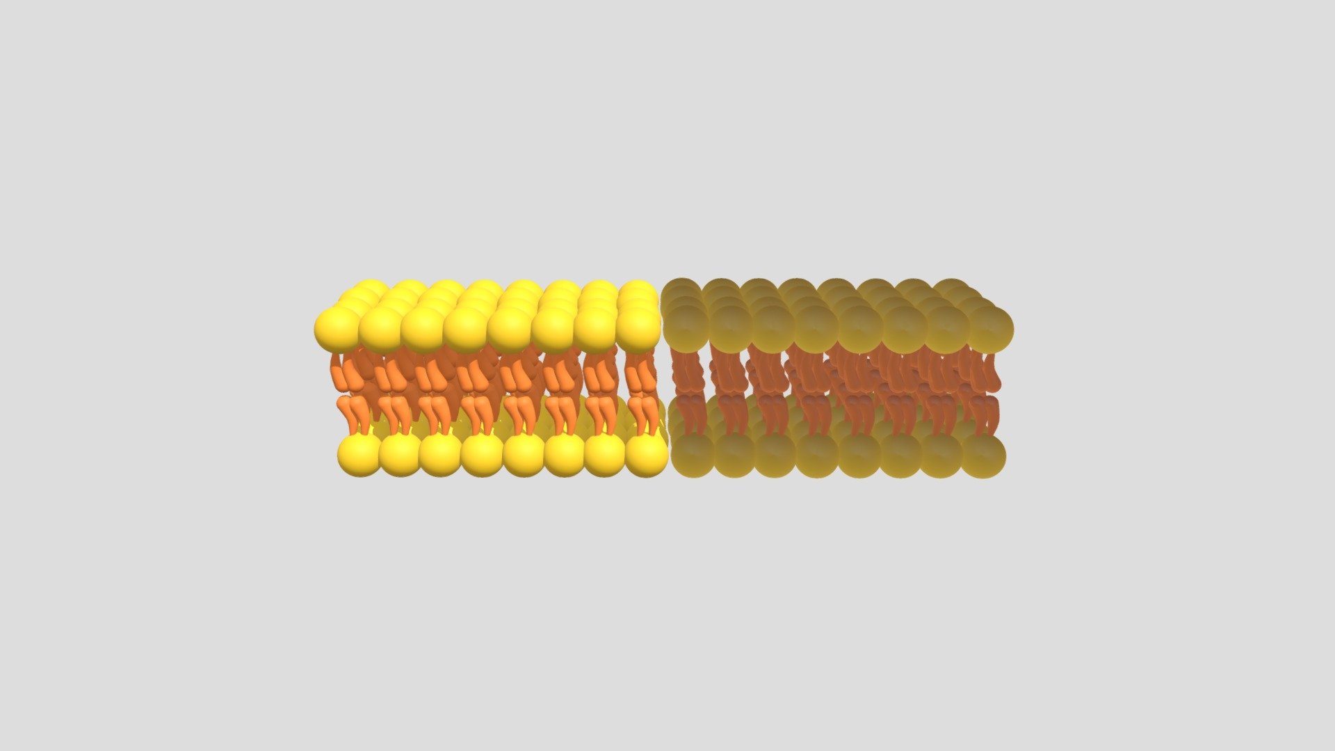 Phospholipid Bilayer Model Project