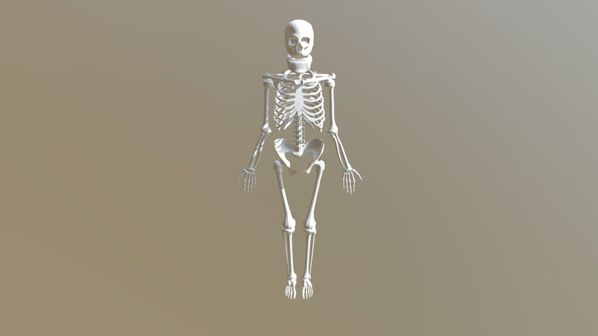 Human Skeleton - 3D model by h95yj [29271d9] - Sketchfab