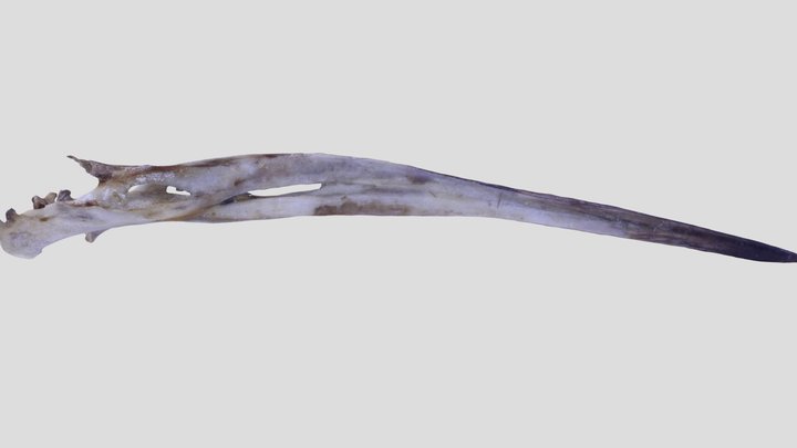 Sandpiper 3D models - Sketchfab