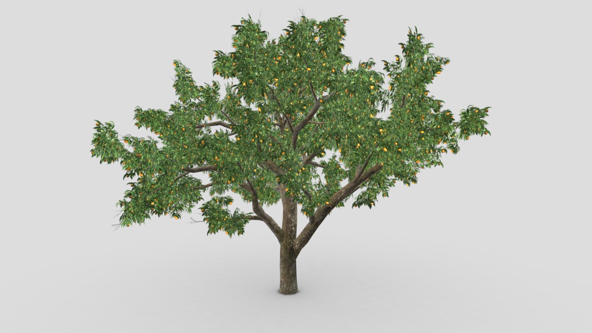 Orange Tree- S15 - Buy Royalty Free 3D model by ASMA3D [292c7e9 ...