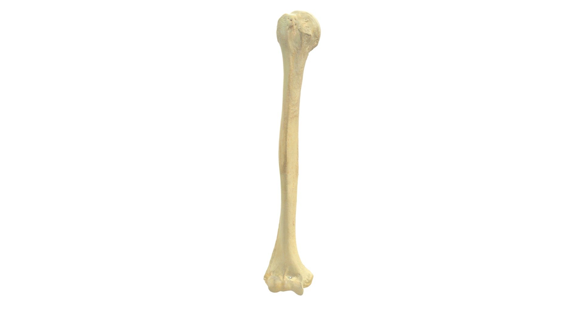 Humerus R - proximale epifyse-met annotaties - 3D model by Universiteit ...